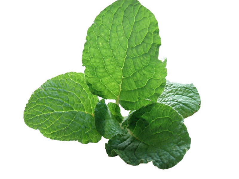 Borragine (Borago officinalis) - Azienda Bonato Piante Aromatiche