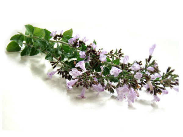 Mentuccia romana (Calamintha officinalis) - Azienda Bonato Piante ...